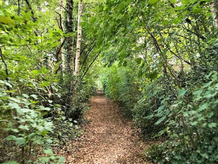 Singletrack Alte Braker Bahn Mountain Bike Trails & Tracks | Komoot