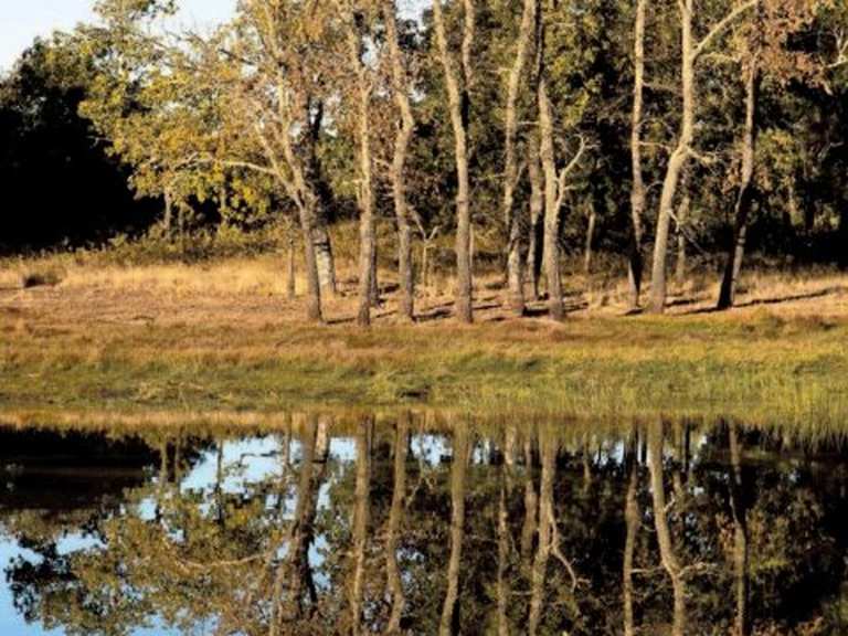 Bosque Las Majadas y arboles milenarios — vuelta desde San Pedro de ...