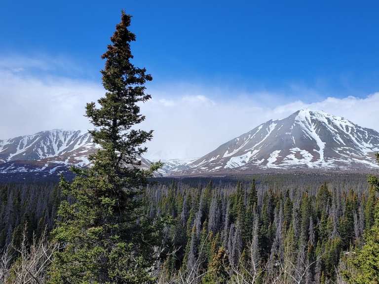Spruce Beetle Trail - Routes for Walking and Hiking | Komoot