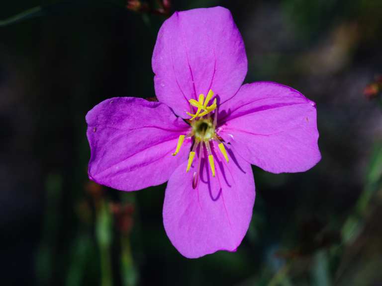 Garcon Point Water Management Area: Wanderungen und Rundwege | komoot
