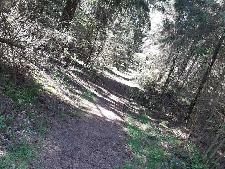 Fledermäuse im Süderlügumer Forst – Schwansmoor und Kranichmoor Runde ...