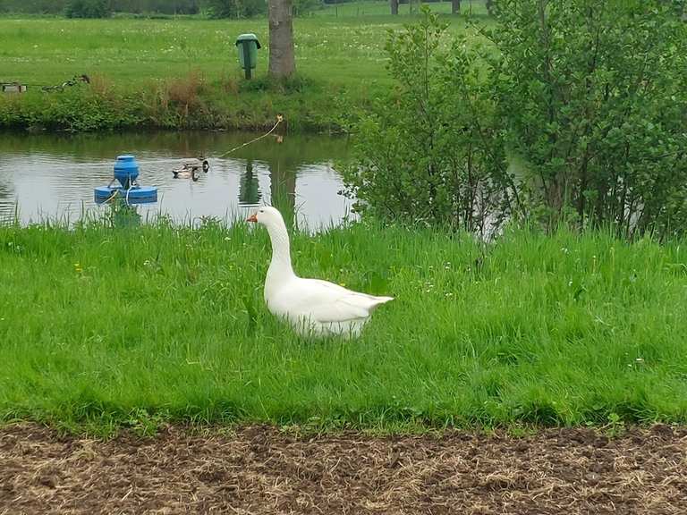 Park Domein de Ghellinck Elsegem: Wanderungen und Rundwege | komoot