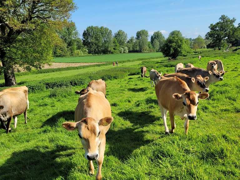 Easneye Wood: Wanderungen und Rundwege | komoot