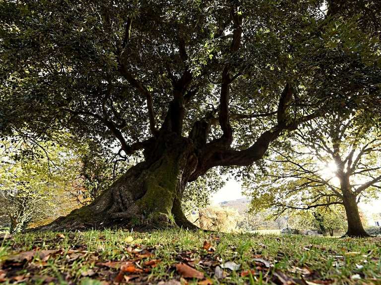 Kilbroney Park loop from Warrenpoint – Rostrevor Forest | ride | Komoot