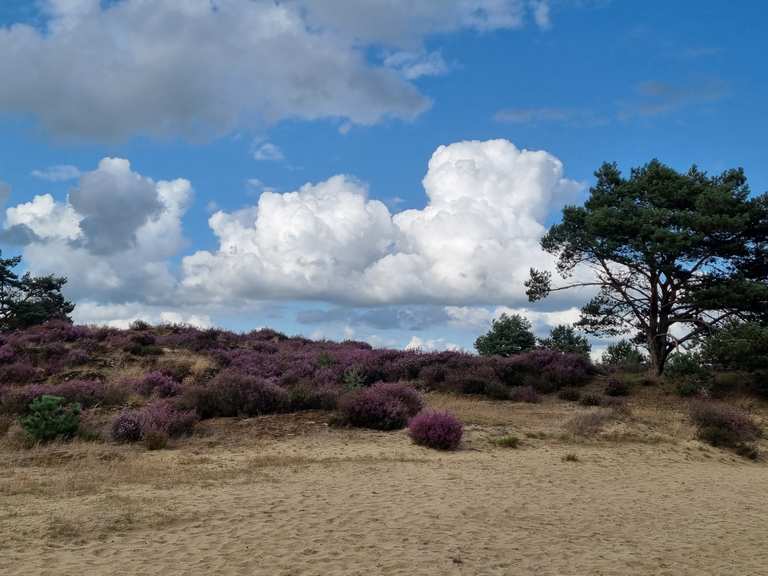 Landschap Kalmthoutse Heide wandelroutes en hikes | Komoot