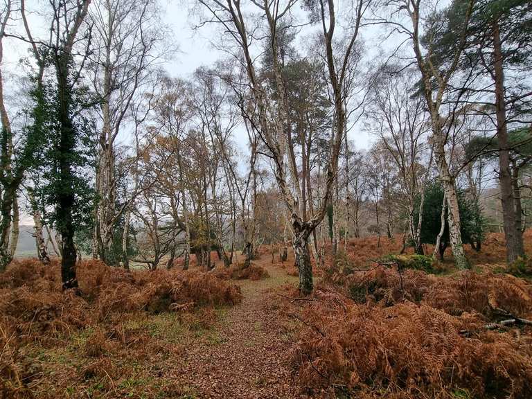 Lyndhurst, Boltons Bench & Matley Wood loop — New Forest National Park ...
