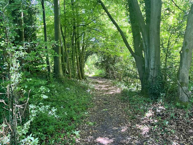 Alice Holt Forest, Noor Hill Hanger and Selborne Common loop — South ...