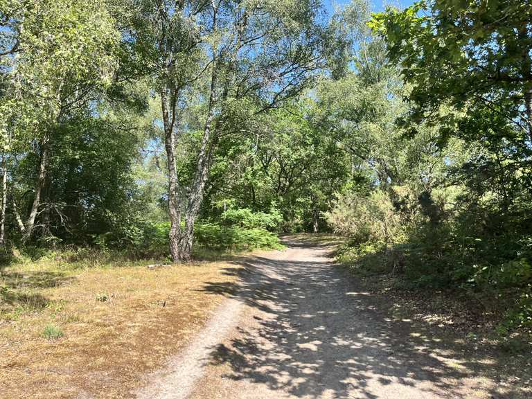 Alice Holt Forest, Noor Hill Hanger and Selborne Common loop — South ...