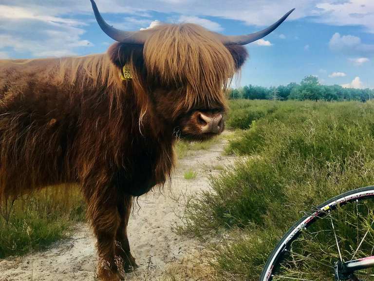Kronkelen over de Somerense Heide wiellerroutes en kaart | Komoot