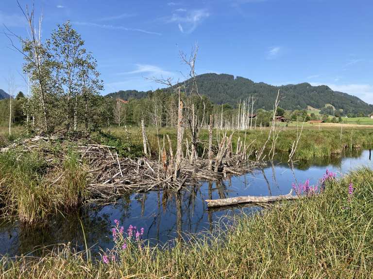 Sentiero naturalistico della torbiera di Pfronten – Escursioni e come ...