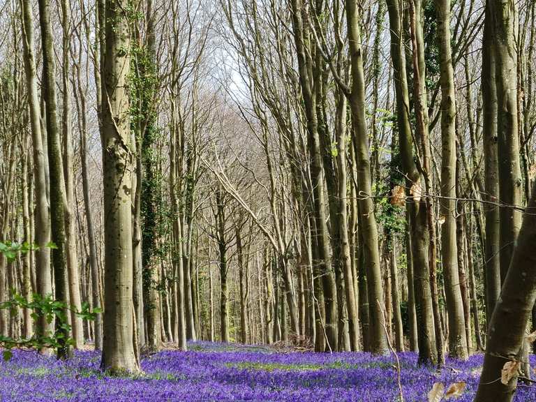 Halnaker windmill – Windmill Trail Loop from Eartham | Wanderung | Komoot