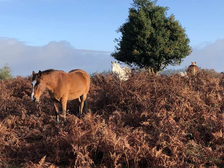 Fritham & Frogham gravel loop from Appleslade — New Forest National ...