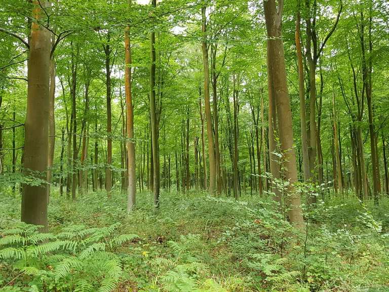 Colridge Wood: Wanderungen und Rundwege | komoot