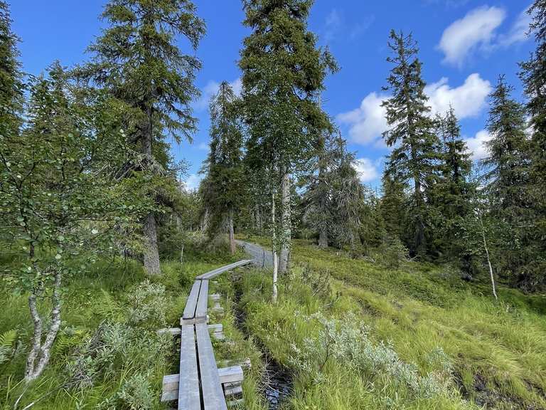 Valtavaara Peak Trail - Valtavaara Nature Reserve | hike | Komoot