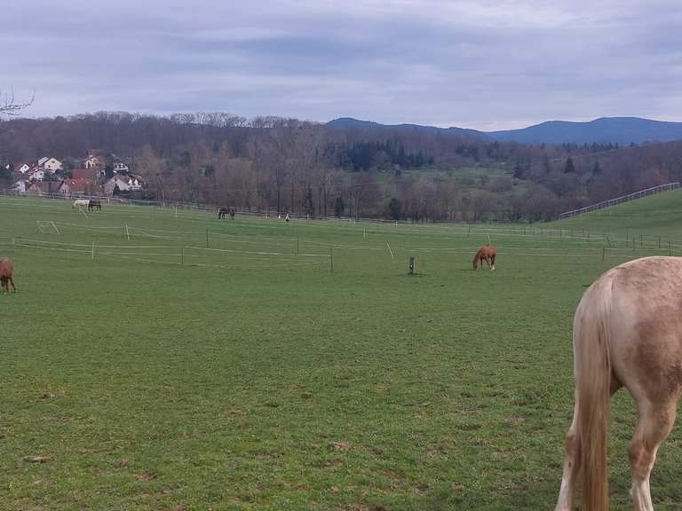 Pferdekoppel in Gaggenau-Winkel: Mountainbike-Touren und -Trails | komoot