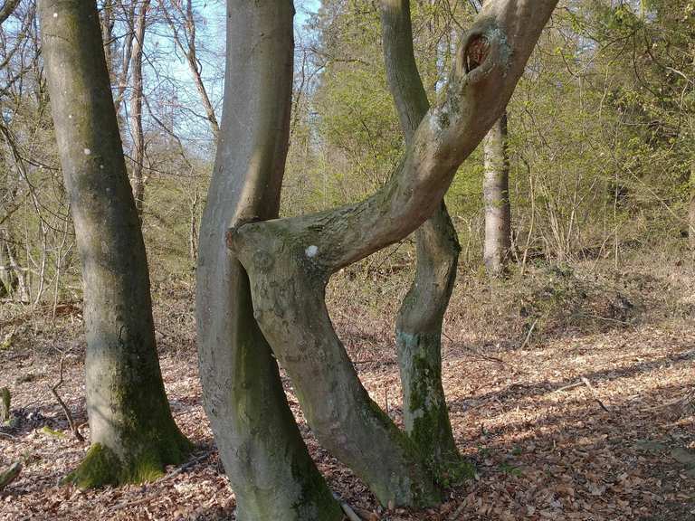 Parkwald Segendorf: Wanderungen und Rundwege | komoot