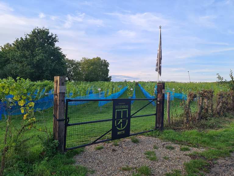 Weingut Riesenberg: Wanderungen und Rundwege | komoot