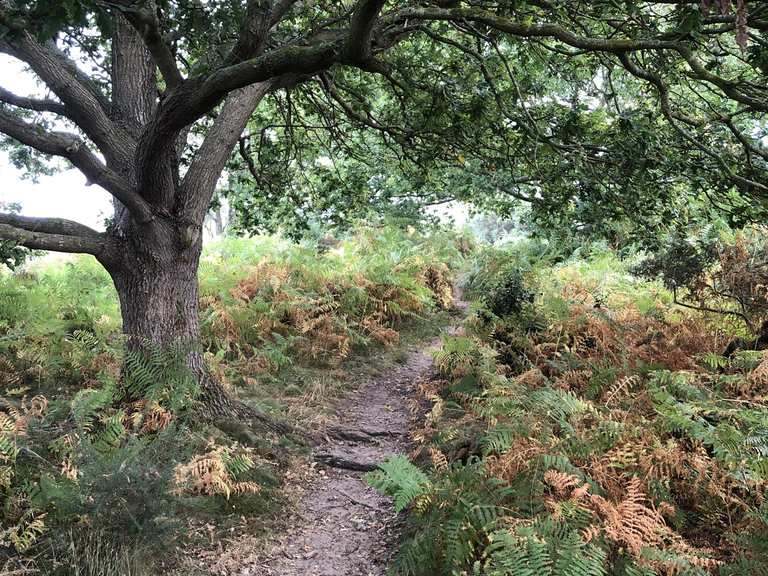 Snape Warren - Itinéraires de rando et marche | Komoot