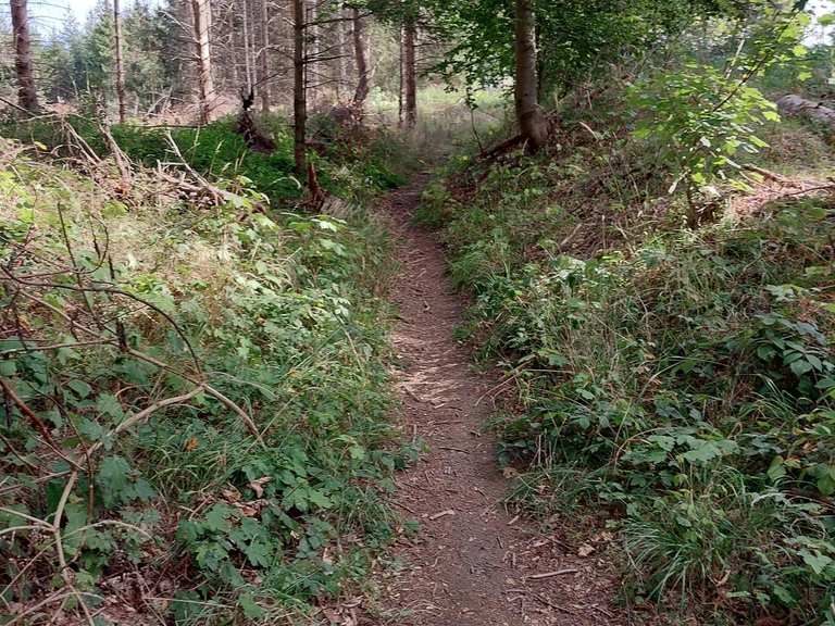 Herbert-Pohl-Weg: Wanderungen und Rundwege | komoot