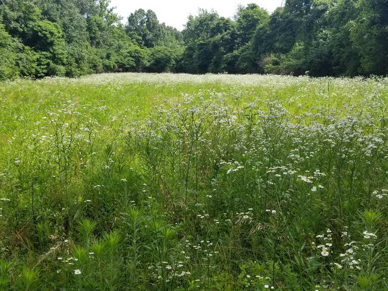 Corrida em loop da Lewis Trail — Área de conservação de Weldon Springs ...