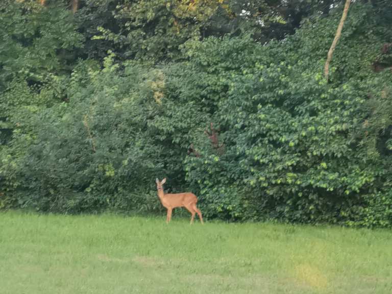 3-km-Marke vom 3-Wiesel-Lauf: Touren und Karten | komoot