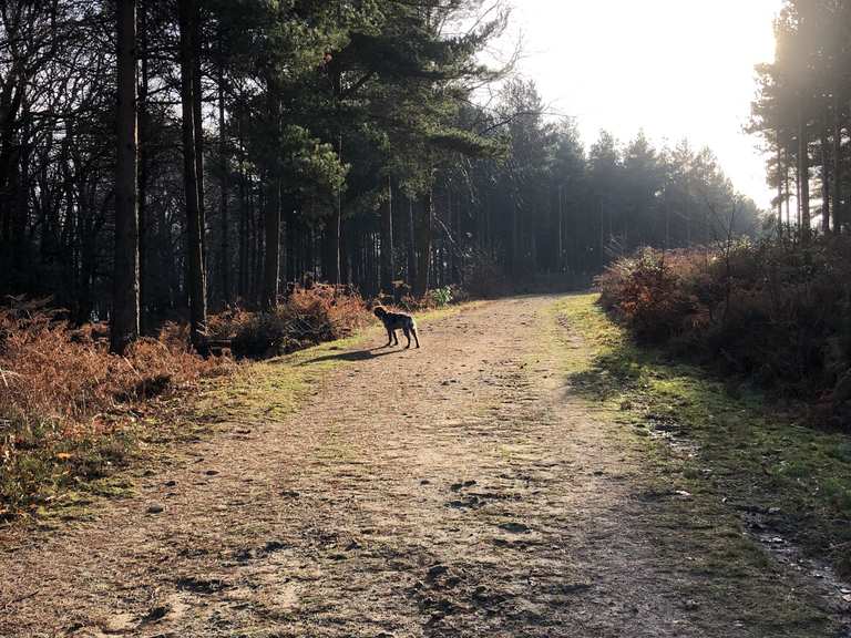 Anello di Hurtwood, Pitch Hill & Winterfold da Peaslake — Surrey Hills ...