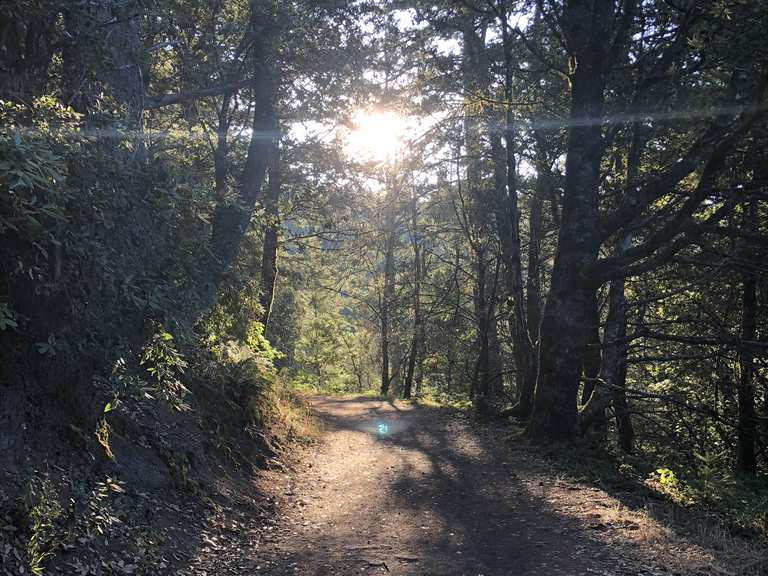 Craig Britton Trail & North Ridge Trail loop — Purisima Creek Redwoods ...
