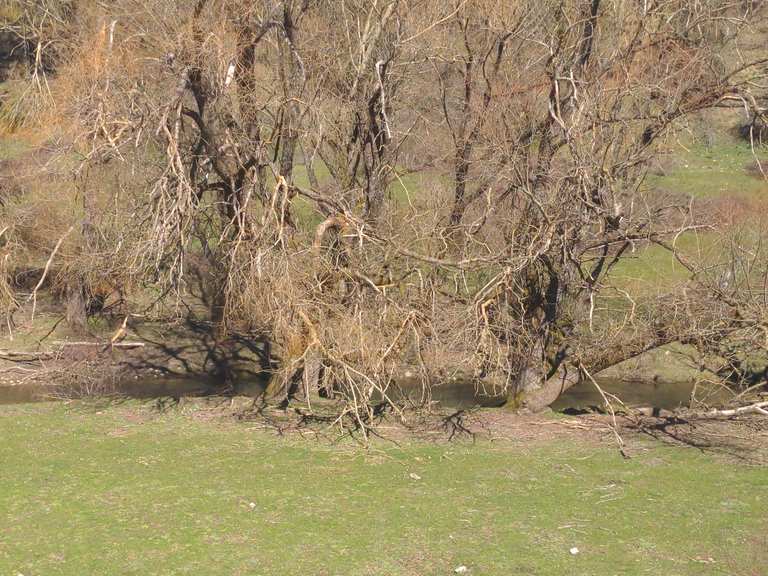 Arroyo Alcantara en el Parco dei Nebrodi: Rutas de senderismo y ...