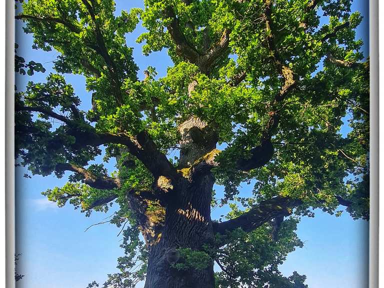 Methuselah Tree - Mountain Bike Trails & Tracks | Komoot