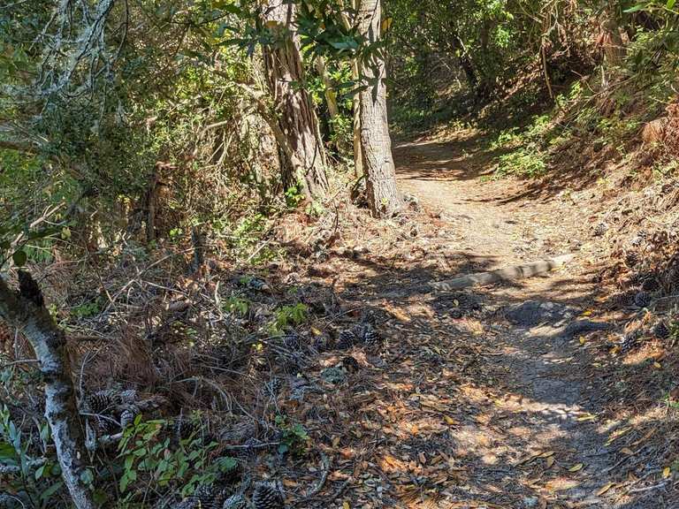 Looping do Pico Wildcat - Tilden Regional Park | trilha | komoot