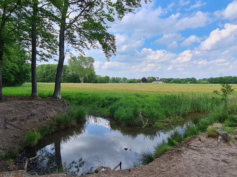 Loop de Ulvenhoutse Bos, Mastbos & Leisbos a partir de Breda | Percurso ...