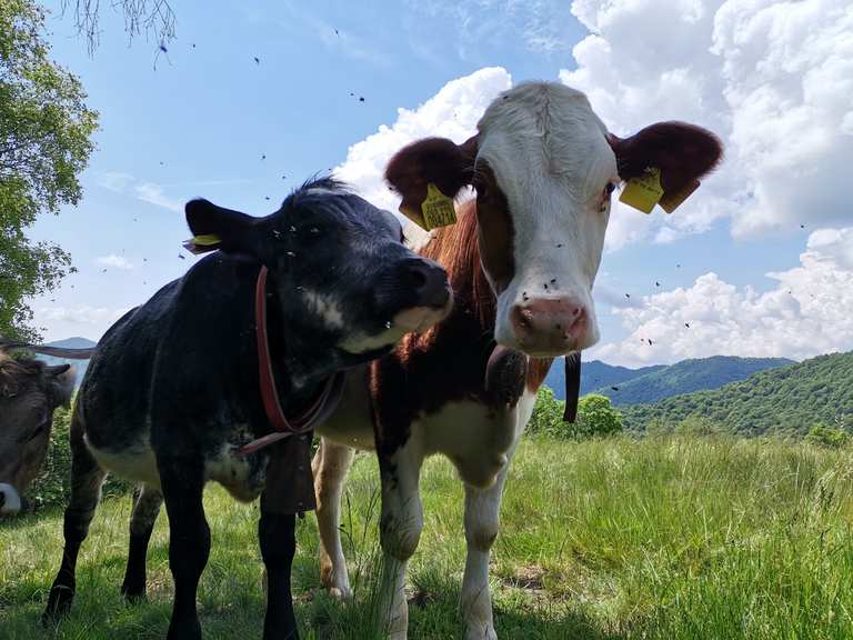 Alpe Camasca: Mountainbike-Touren und -Trails | komoot