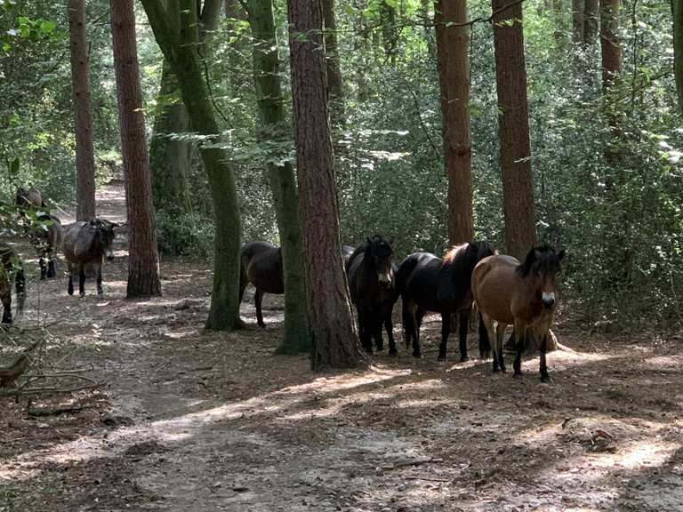 Sutton Park Routes for Walking and Hiking | Komoot