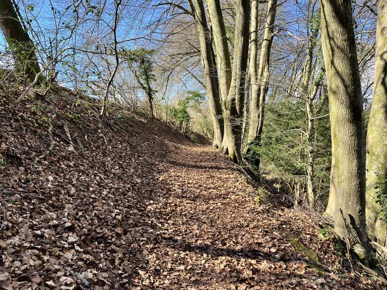 Alice Holt Forest, Noor Hill Hanger and Selborne Common loop — South ...