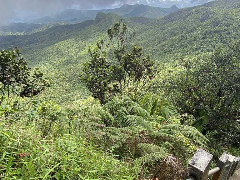 El Yunque and Los Picachos Peaks — El Yunque National Forest ...
