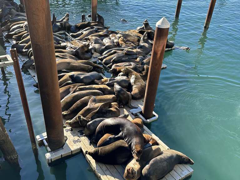 Newport Bayfront/Sea Lion Docks: Wanderungen und Rundwege | komoot