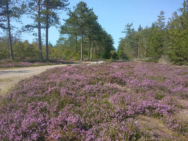 Forest path in Husby Klitplantage - Cycle Routes and Map | Komoot