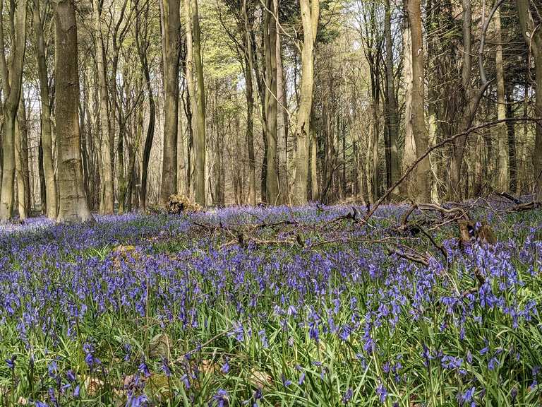 King's Wood Routes for Walking and Hiking | Komoot