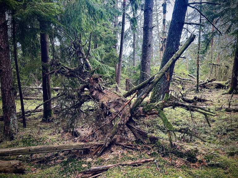 Hohe Rainstein: Wanderungen und Rundwege | komoot