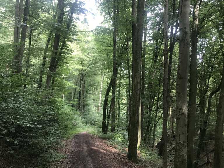 Allee bei Schloß Auel – Schloss Auel Runde von Honrath | Wanderung | Komoot