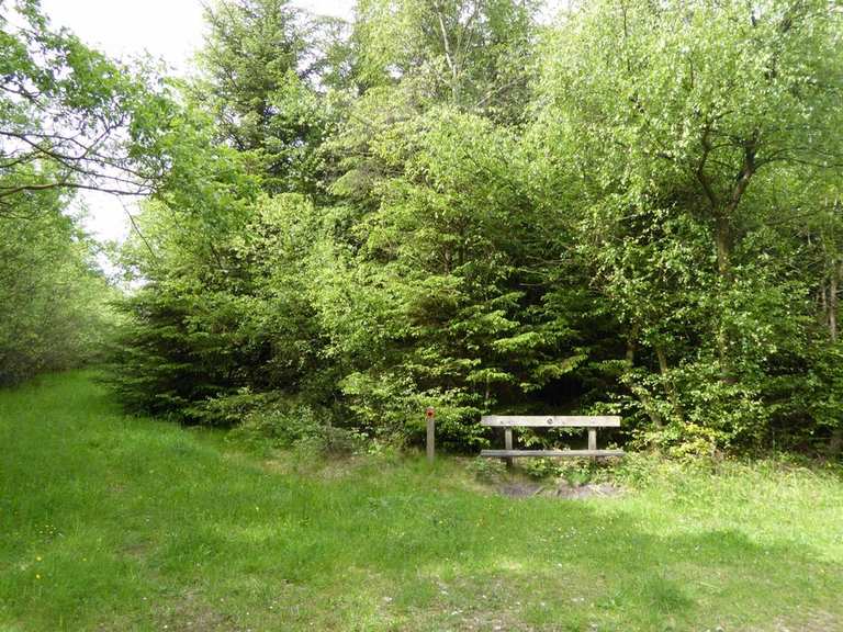 Woodcock Way (shorter loop) — Dalby Forest | hike | Komoot