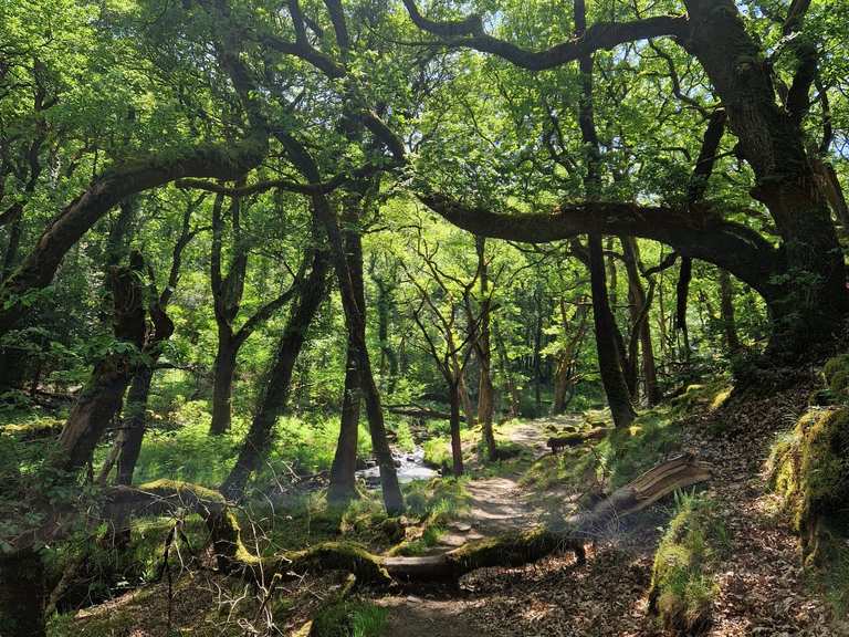 East Okement River Trail - Routes for Walking and Hiking | Komoot