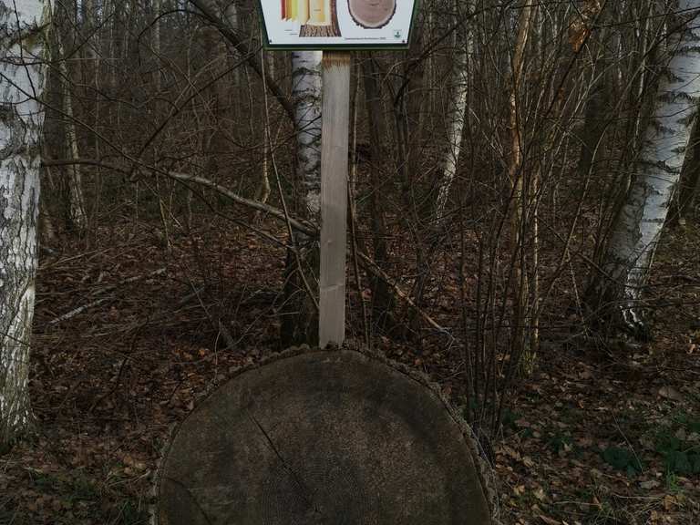 Educational Tree Slice Display Routes for Walking and Hiking | Komoot