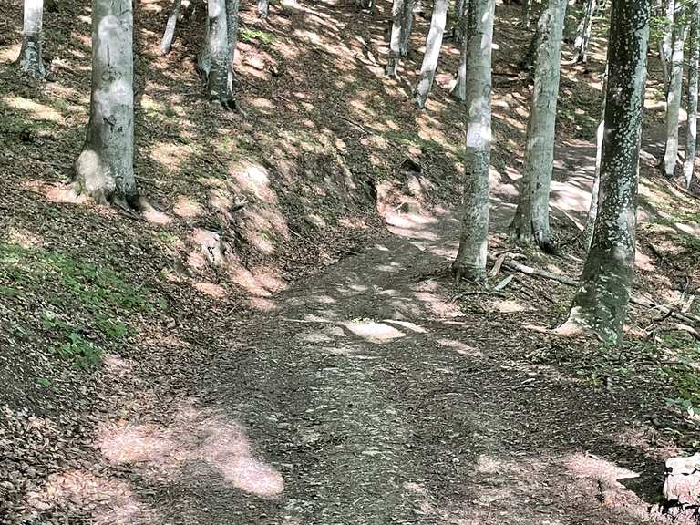 Parco Provinciale Monte Moria: passeggiata alla Croce dei segni – giro ...
