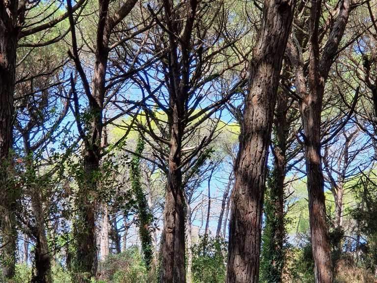 Towards the Tomboli di Cecina Nature Reserve | hike | Komoot