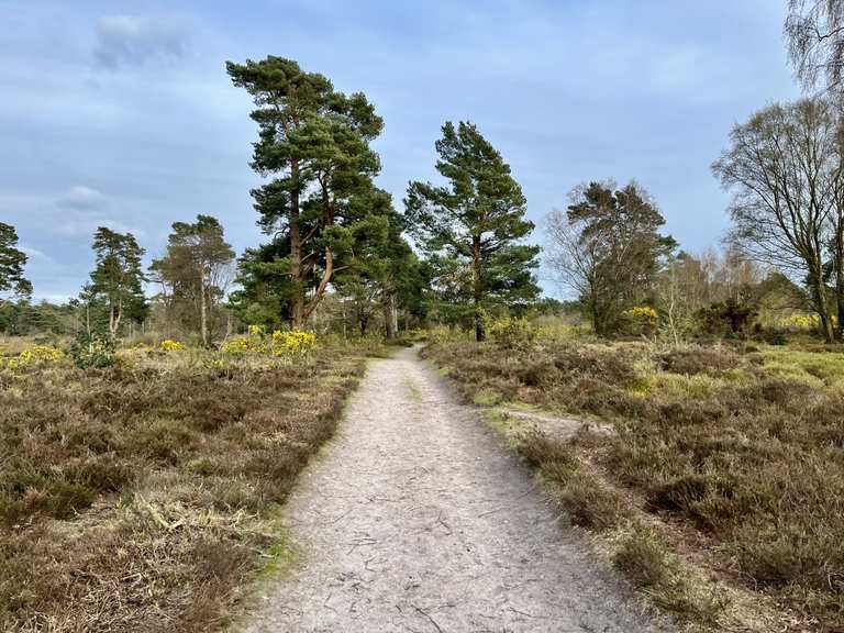 Marley Common, Blackdown Hill and Forest Mere loop — South Downs ...