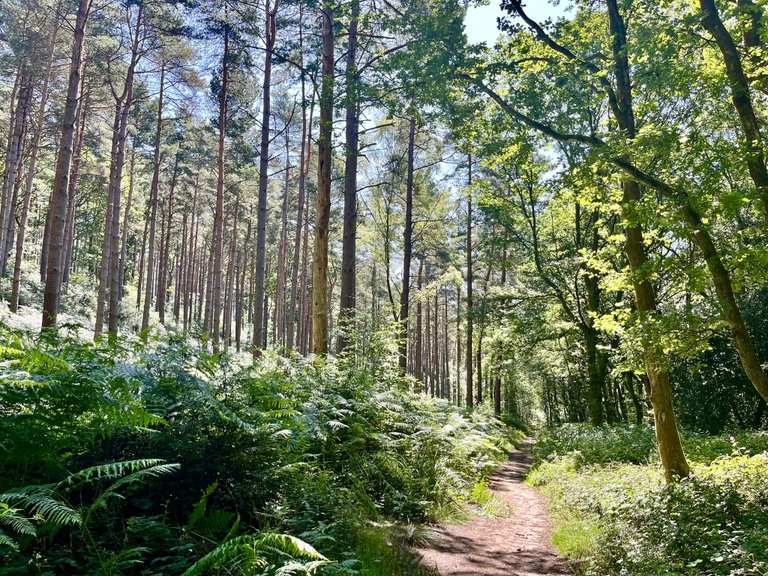 Liss Forest, Iping Common and Harting Down loop — South Downs National ...