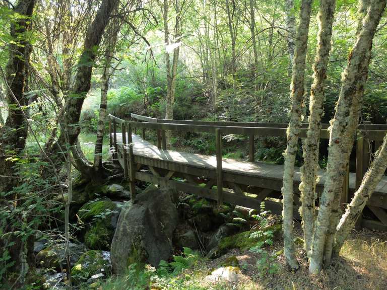 Bosque de Tejedelo — circular por Requejo de Sanabria y parque natural ...