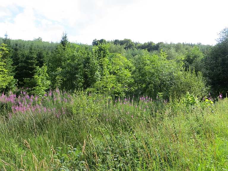 Learmount Wood: Wanderungen und Rundwege | komoot