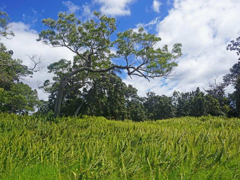 Forested Pit Crater — Kahuku Unit — Hawai'i Volcanoes National Park ...
